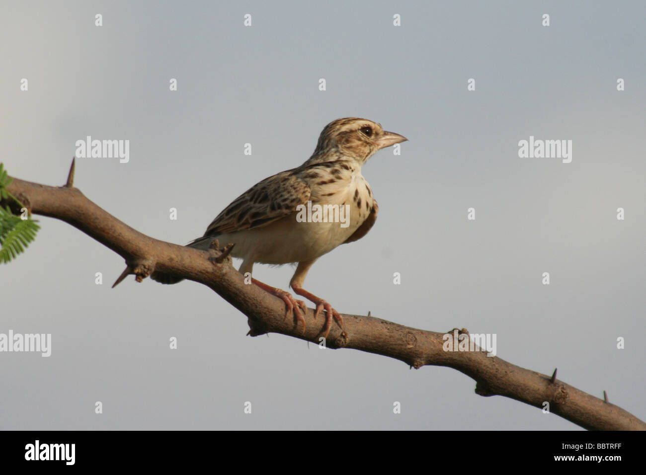 Indian bushlark hi-res stock photography and images - Alamy