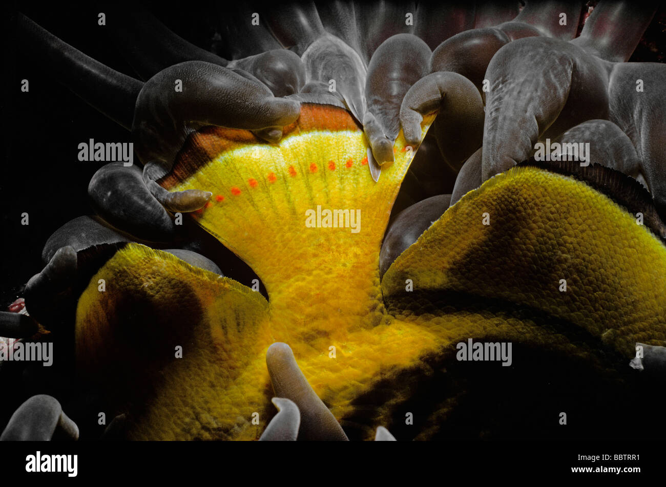 Magnificent Sea Anemone eating Striped Butterflyfish Red Sea Stock ...