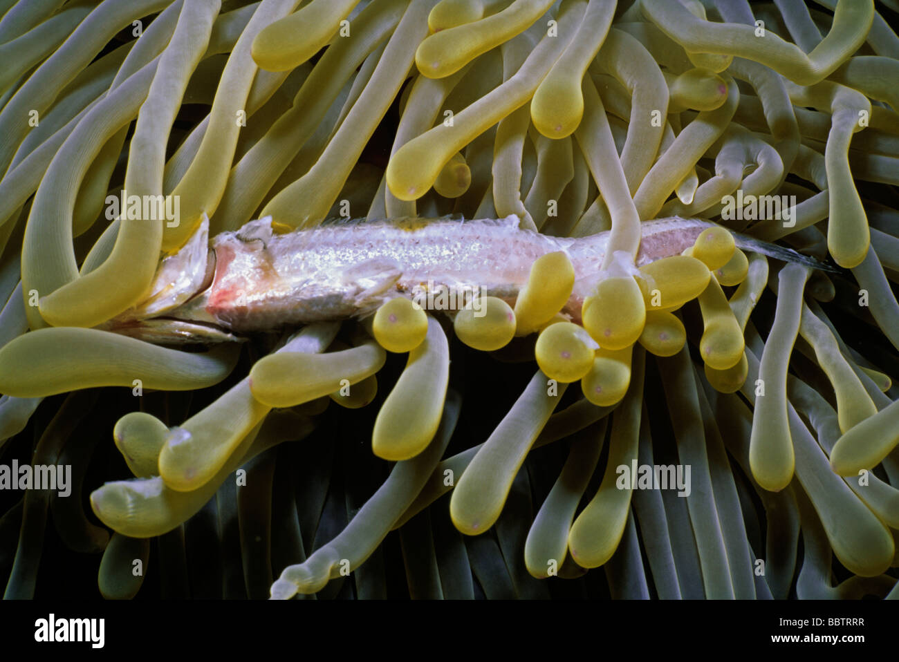 Sea Anemone Eating Stock Photos & Sea Anemone Eating Stock Images - Alamy