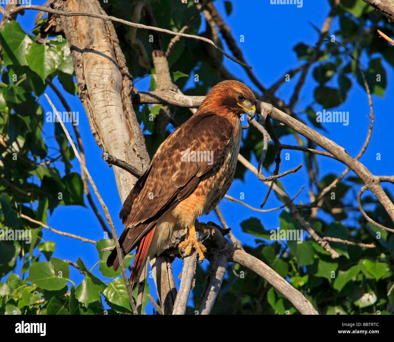 Redtail hawk hi-res stock photography and images - Alamy