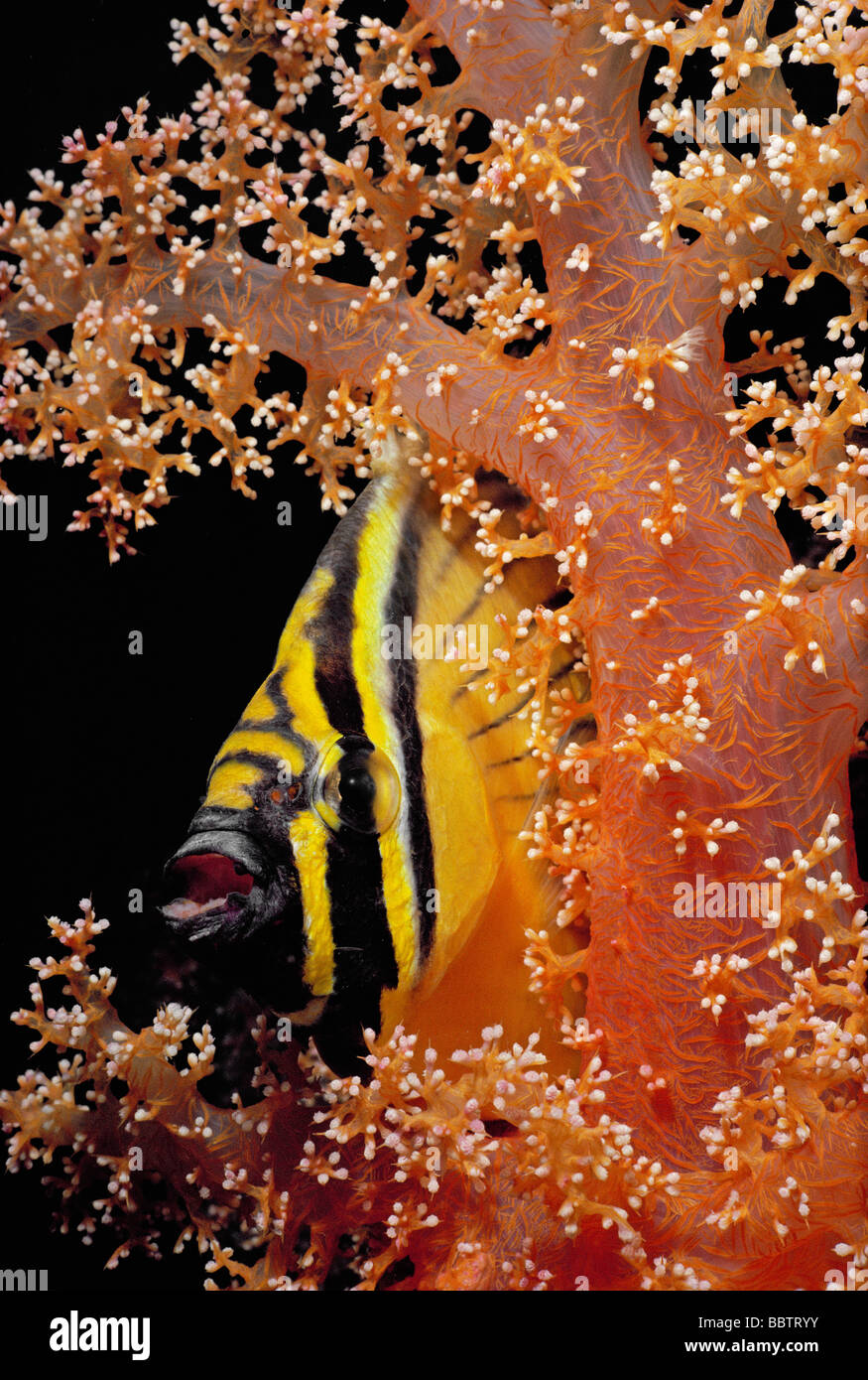 Exquisite Butterflyfish in Alcyonarian Coral at night Red Sea Stock ...