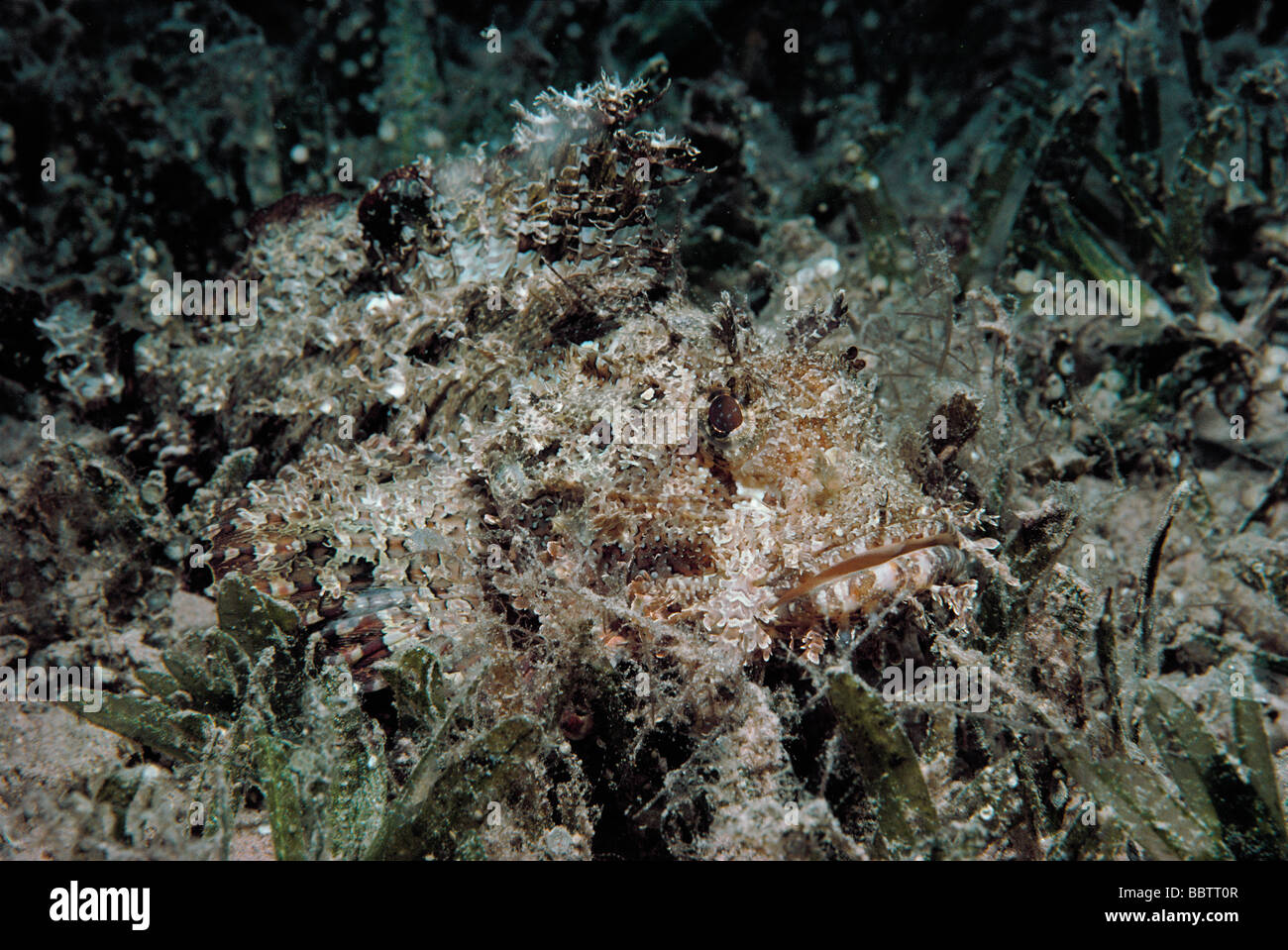 Spiny scorpionfish hi-res stock photography and images - Alamy