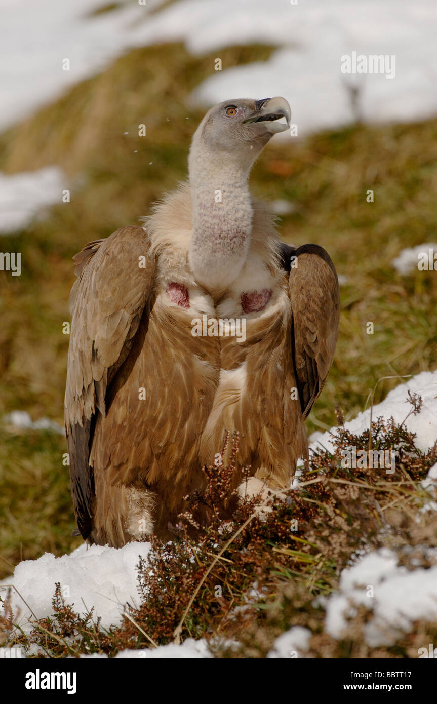 Griffon Vulture Gyps fulvus In snow Photographed in France Stock Photo ...