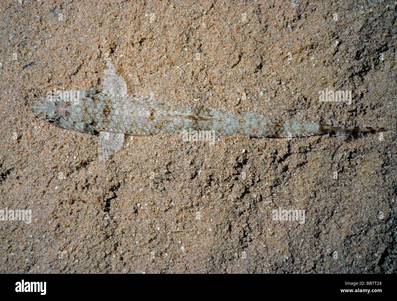 Lizard Fish camouflaged in sand on coral reef Red Sea Stock Photo - Alamy