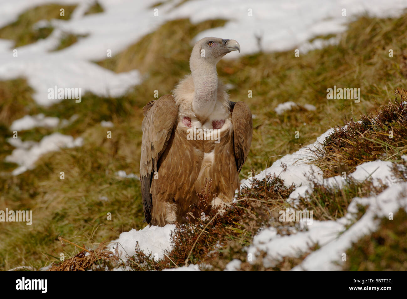 Wildlife in snow hi-res stock photography and images - Alamy
