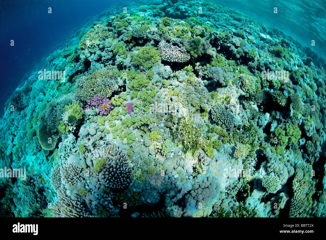 Coral Reef Table with Acropora plates Red Sea Stock Photo - Alamy