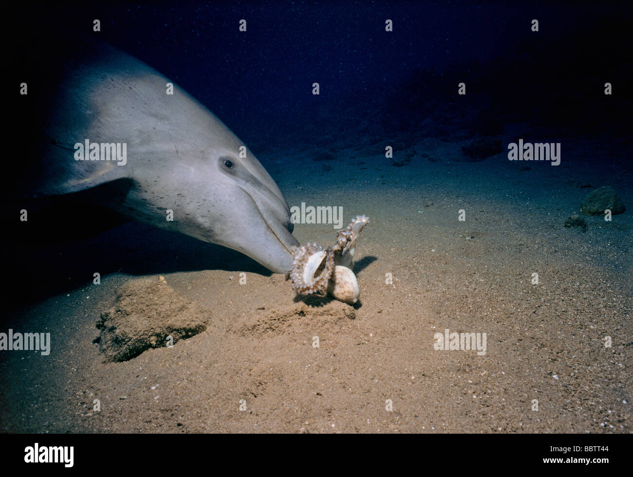 Octopus underwater biting hi-res stock photography and images - Alamy