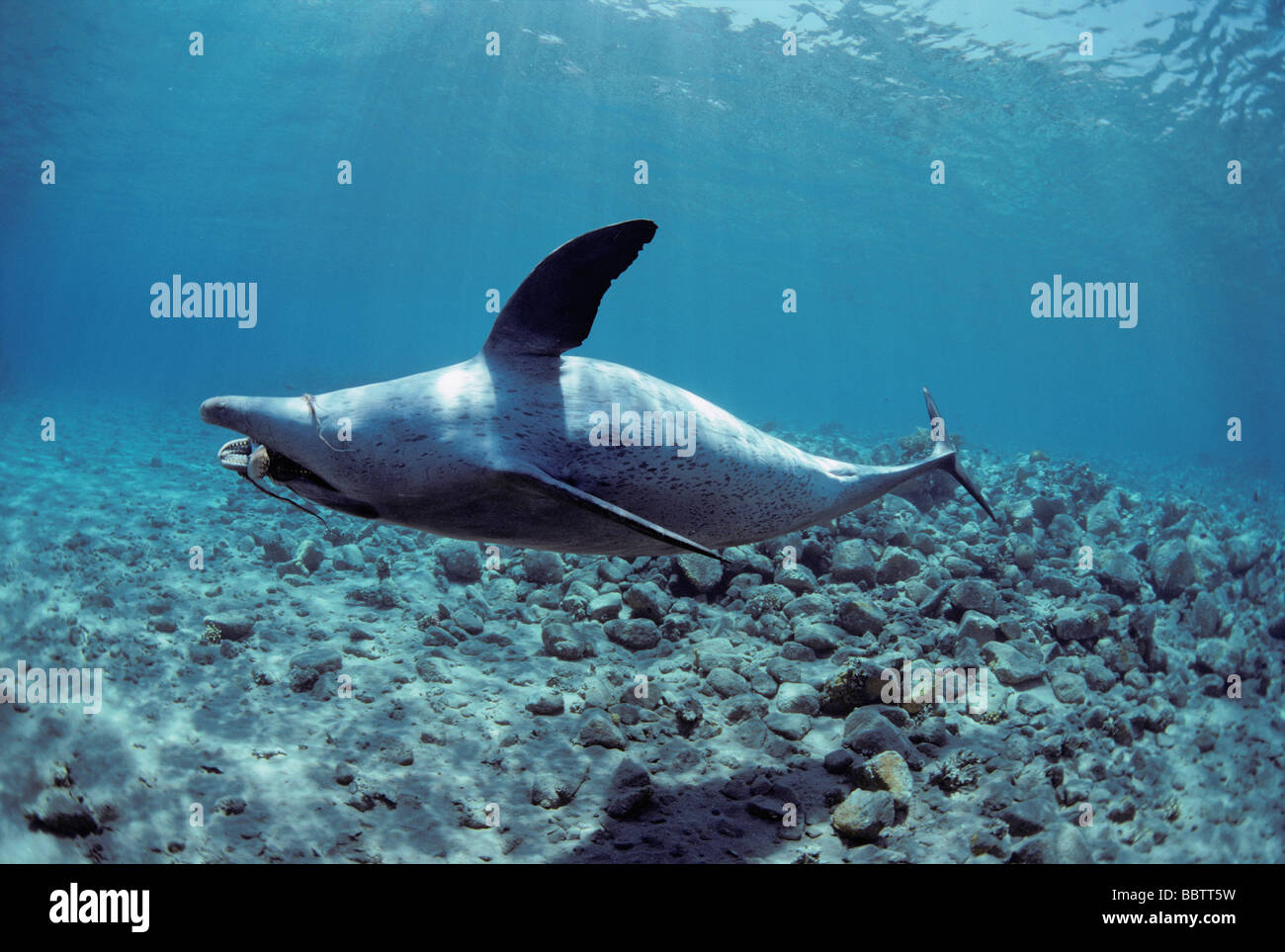 Wild Bottlenose Dolphin Tursiops truncatus playing with Reef Octopus ...