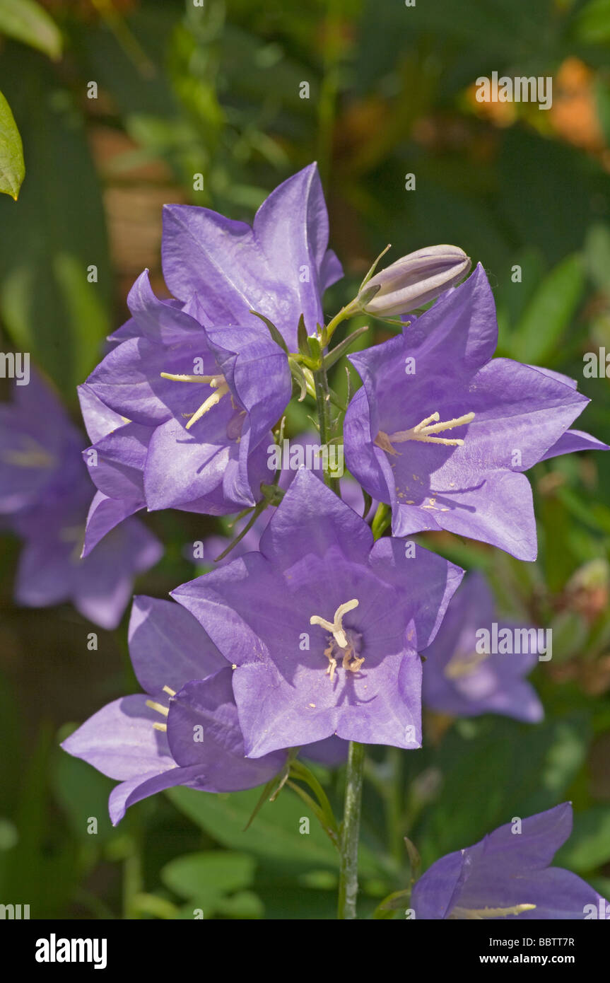 Blue bellflowers hi-res stock photography and images - Alamy