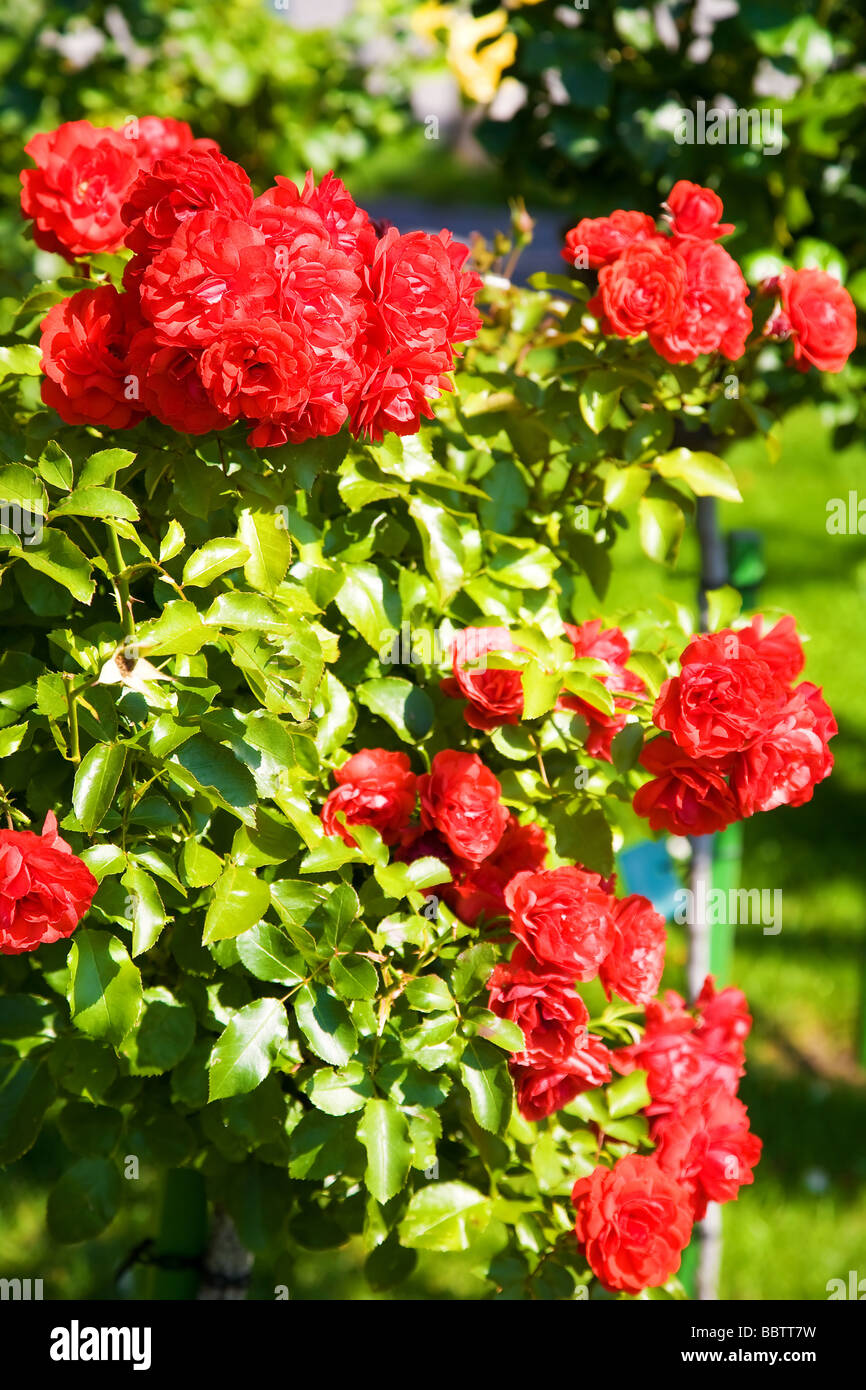 Bush of red roses in a park Stock Photo - Alamy