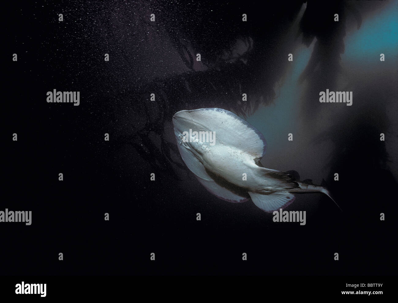 Pacific Electric Round Torpedo Ray. Torpedo californica dives into the ...