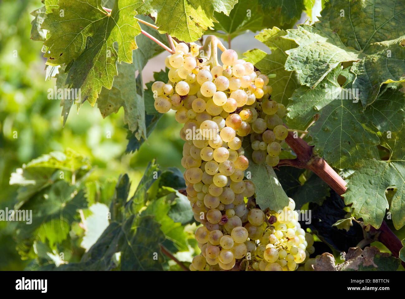White grapes growing on a vine in Umbria Stock Photo - Alamy