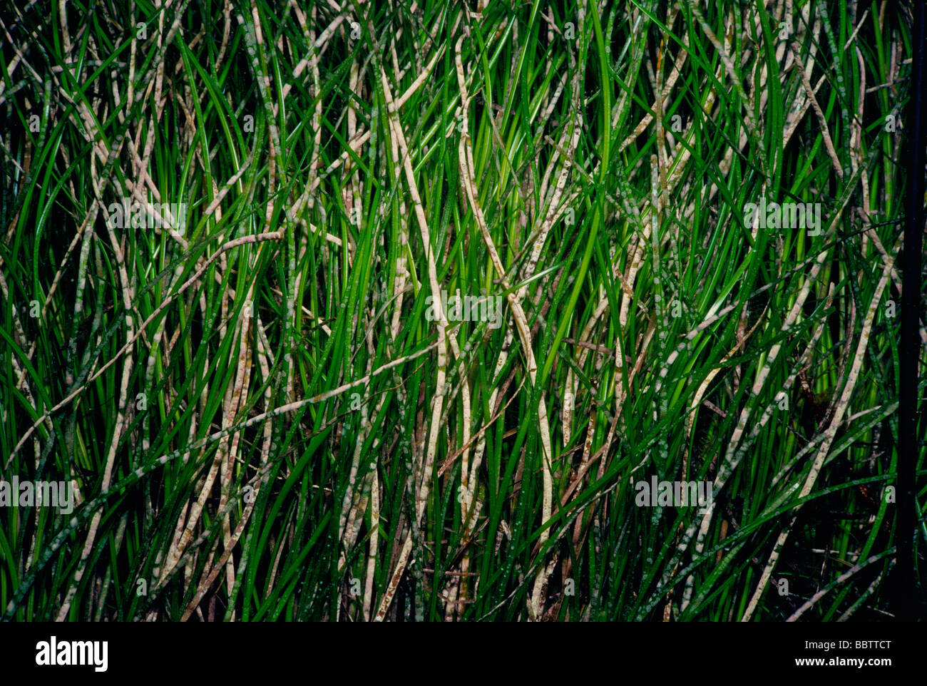 Surfgrass california hi-res stock photography and images - Alamy