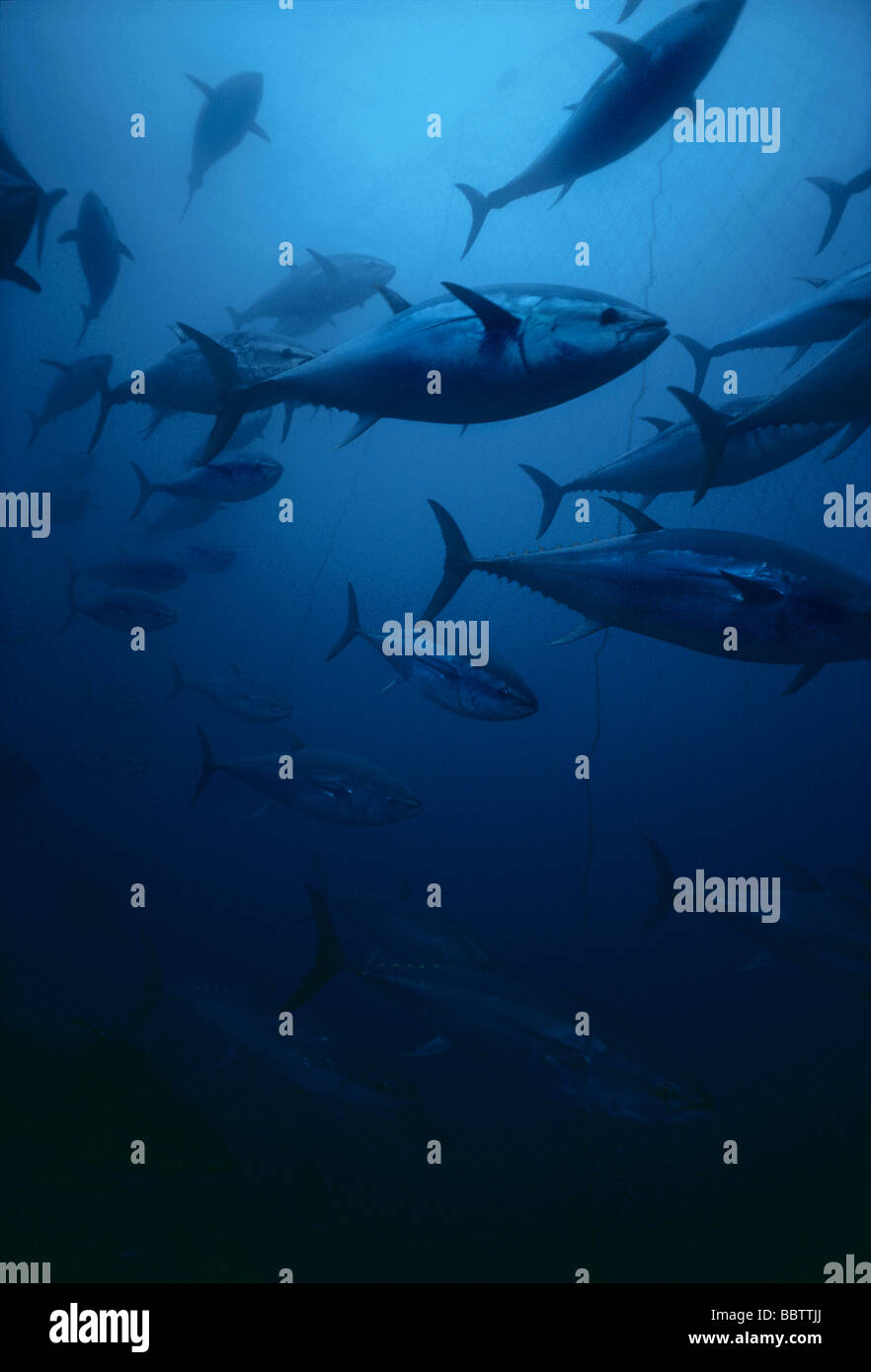 Giant Bluefin Tuna Thunnus thynnus swimming within the tuna net as it ...