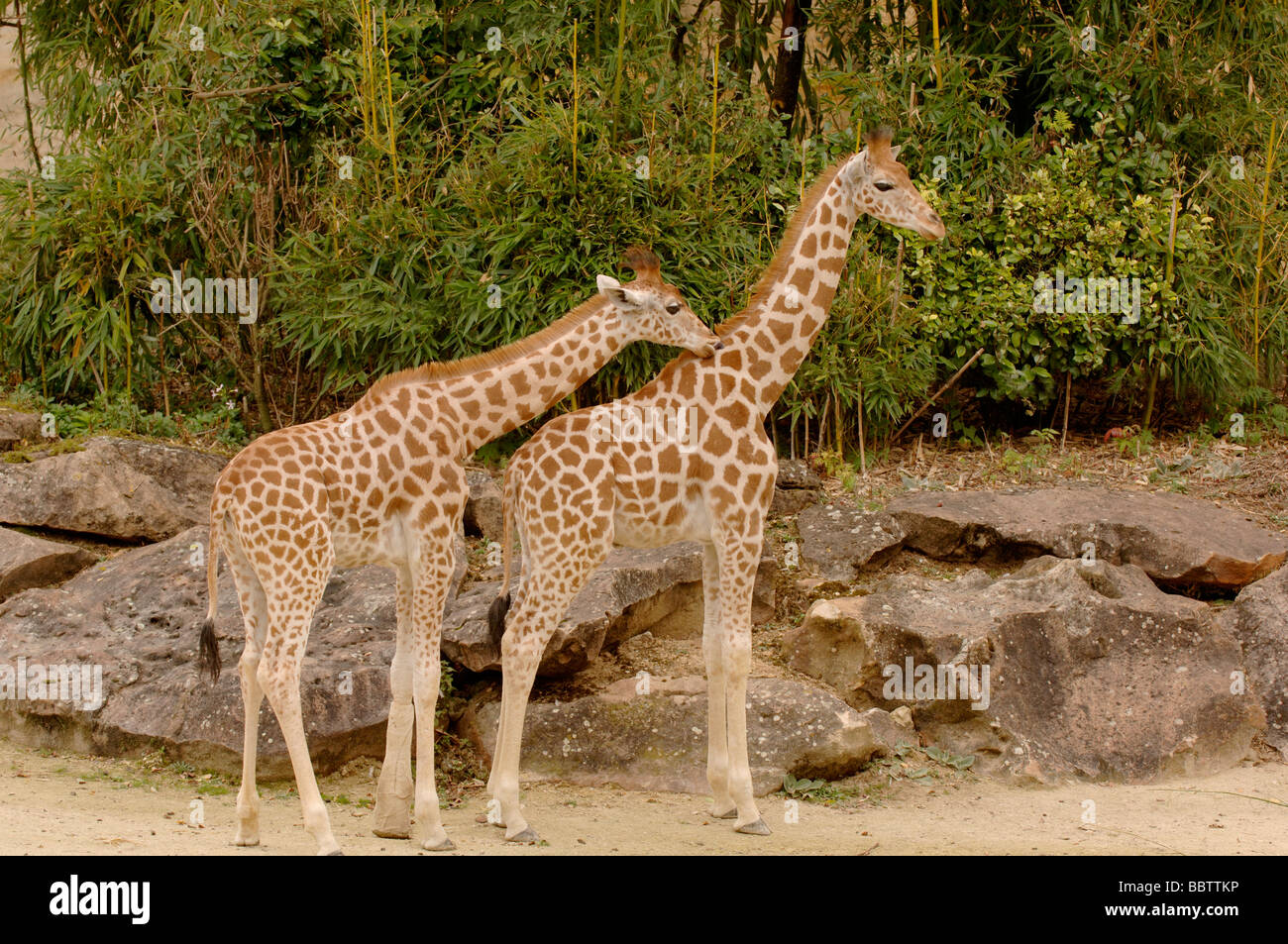 Nigerian giraffe giraffa camelopardalis peralta hi-res stock ...
