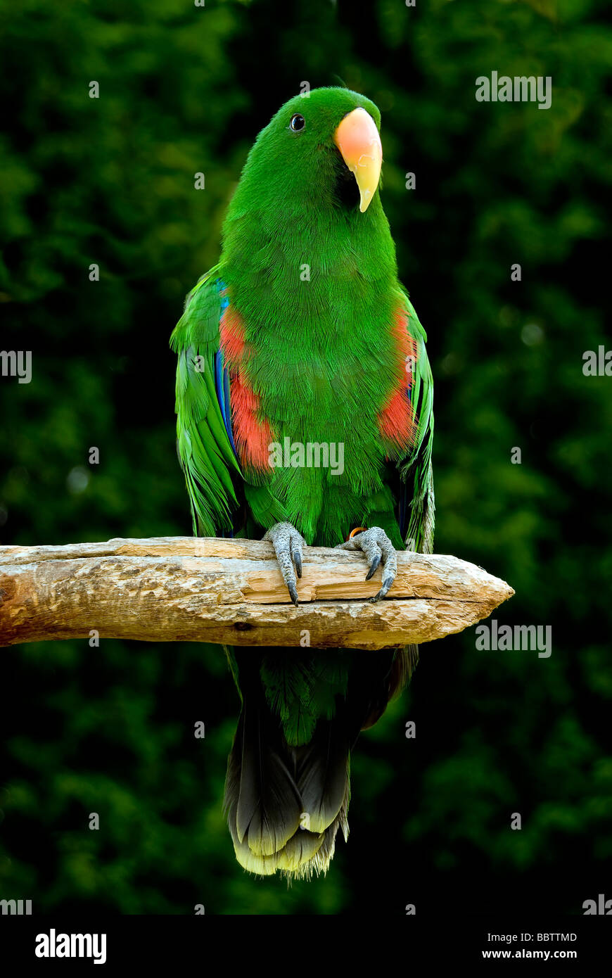 A perching Eclectus Parrot that is native to the Solomon Islands Stock ...