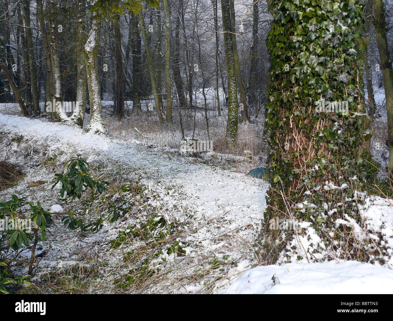 Winter scene trees along hi-res stock photography and images - Alamy