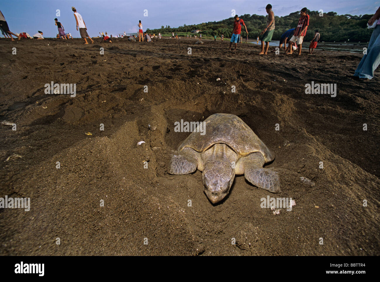 Olive Ridley Turtle Lepidochelys olivacea building nest to lay eggs ...