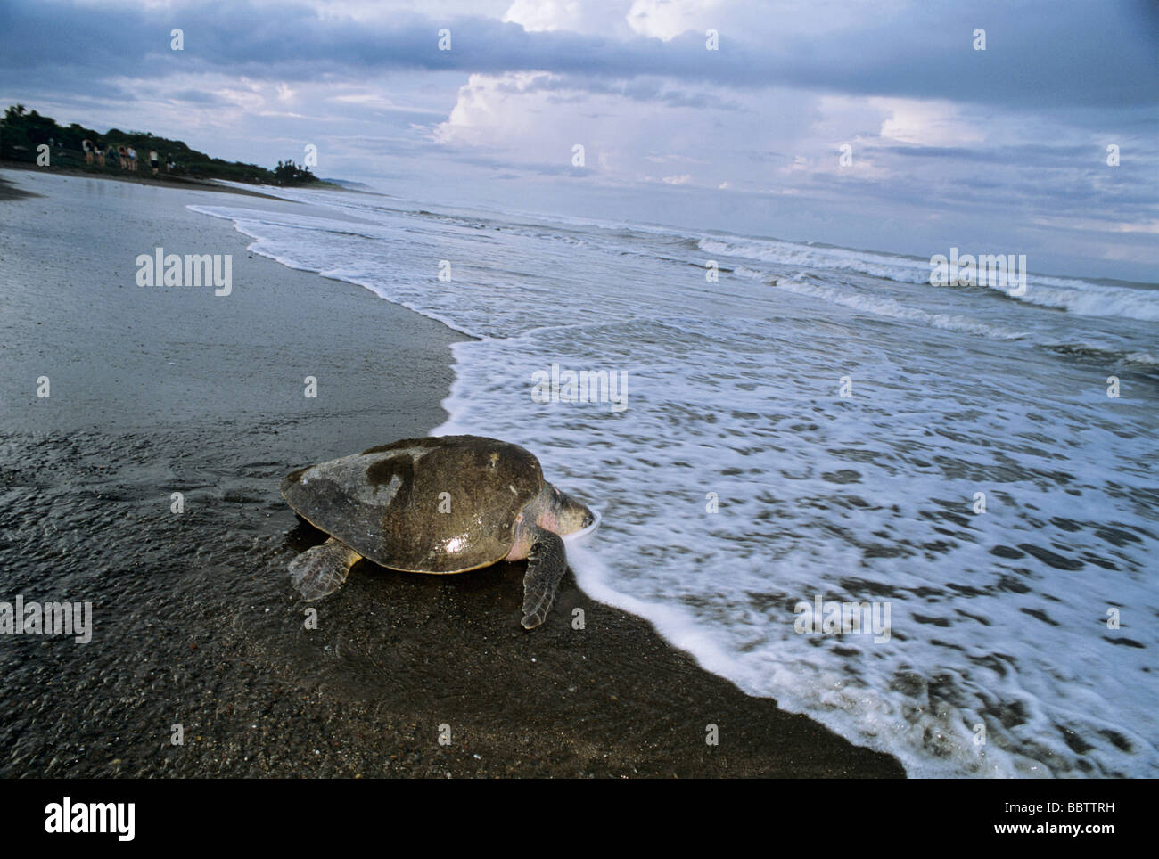 Olive Ridley Turtle Lepidochelys olivacea returning to sea after laying ...