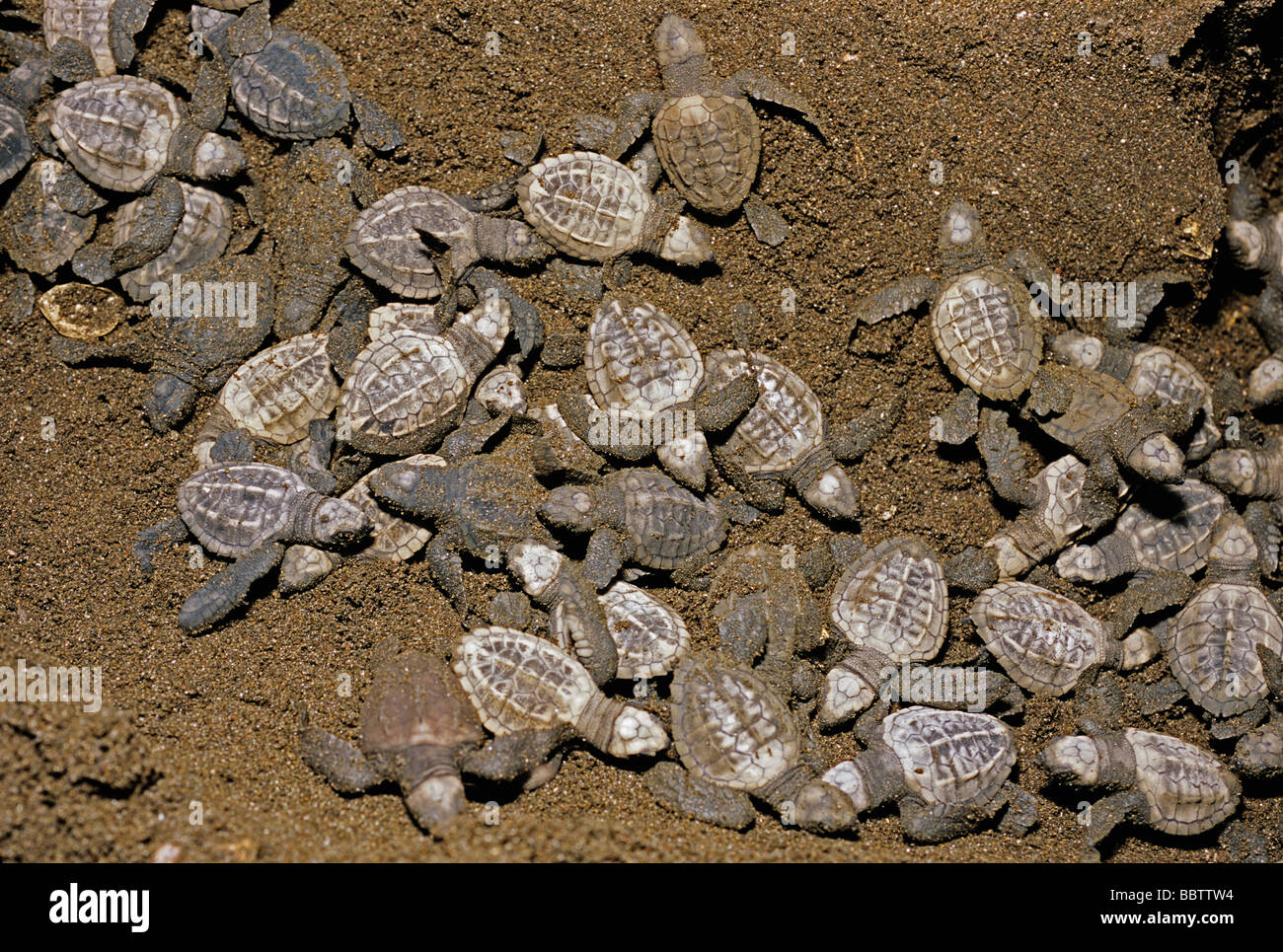 Olive ridley sea turtles of costa rica hi-res stock photography and ...