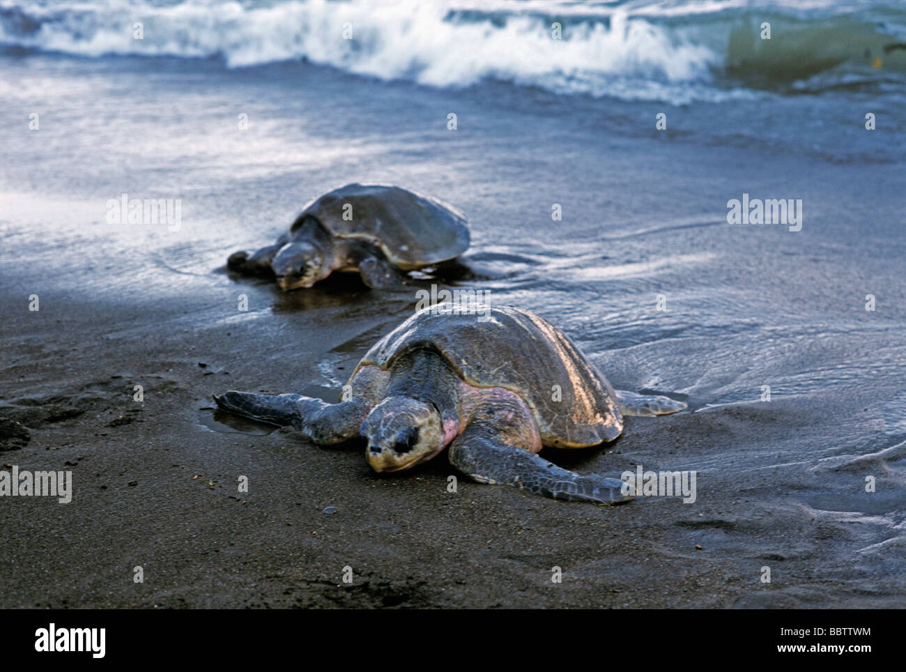 Arribada Arrival of Olive Ridley Turtles Lepidochelys olivacea to lay ...