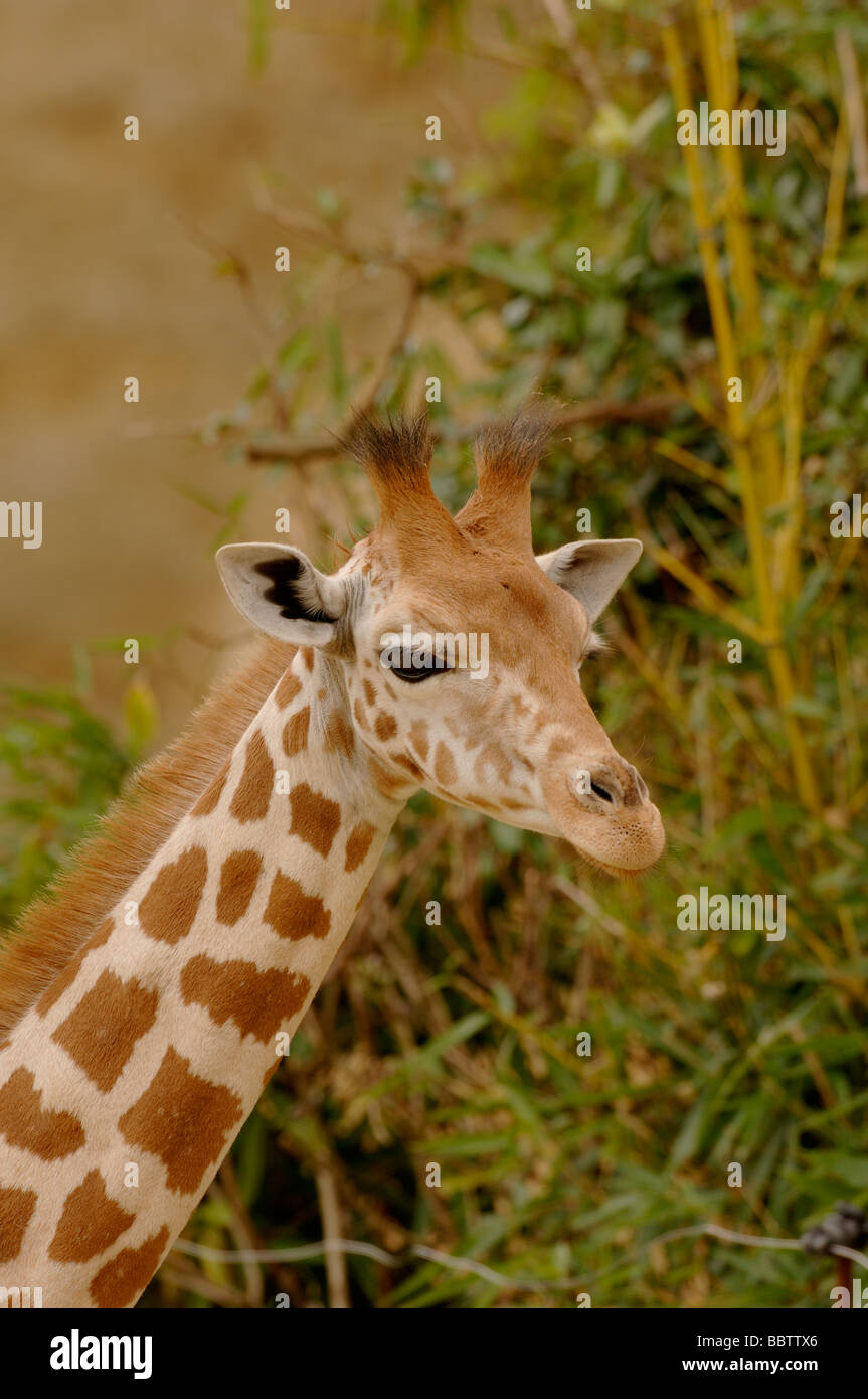 Nigerian or west african giraffe giraffa camelopardalis peralta ...