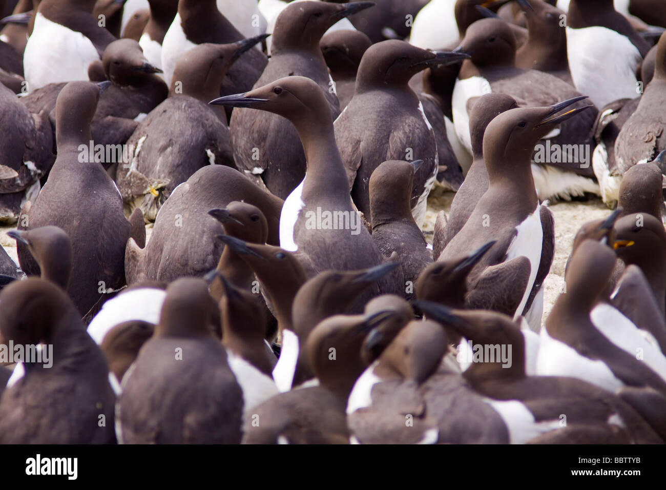 Common murre bird eggs hi-res stock photography and images - Alamy