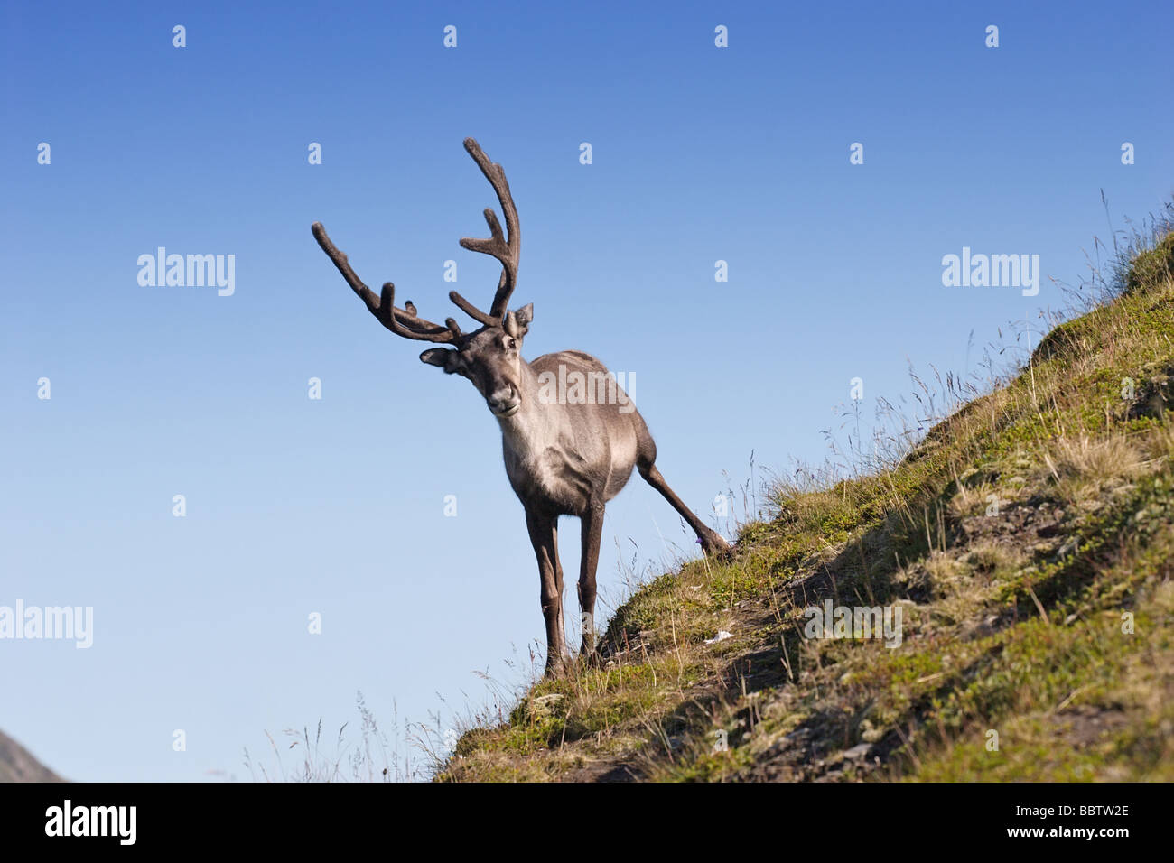 big northern deer front view on mountain slope and sky background Stock ...