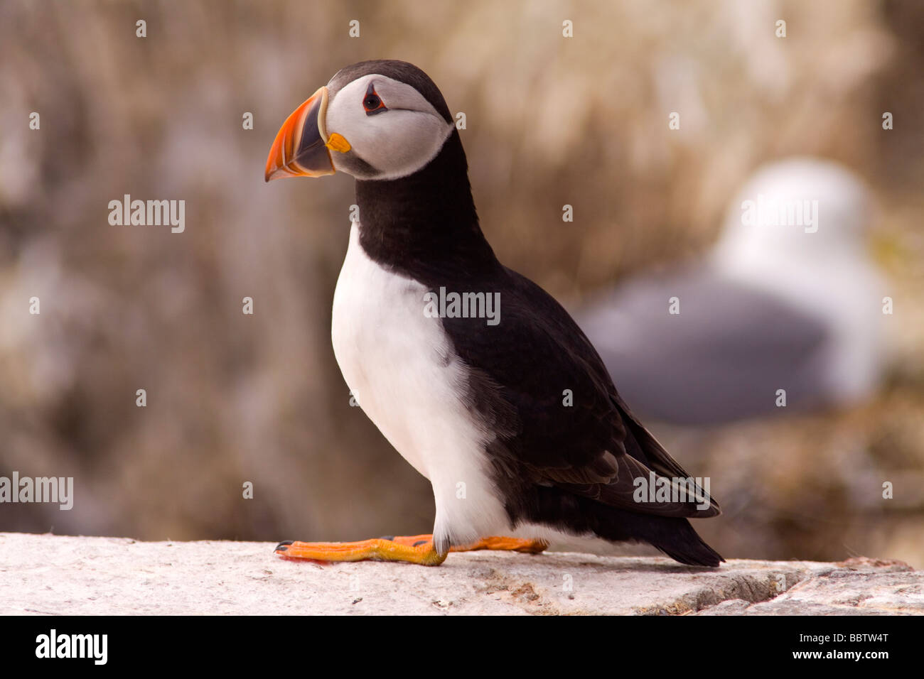 Avean hi-res stock photography and images - Alamy