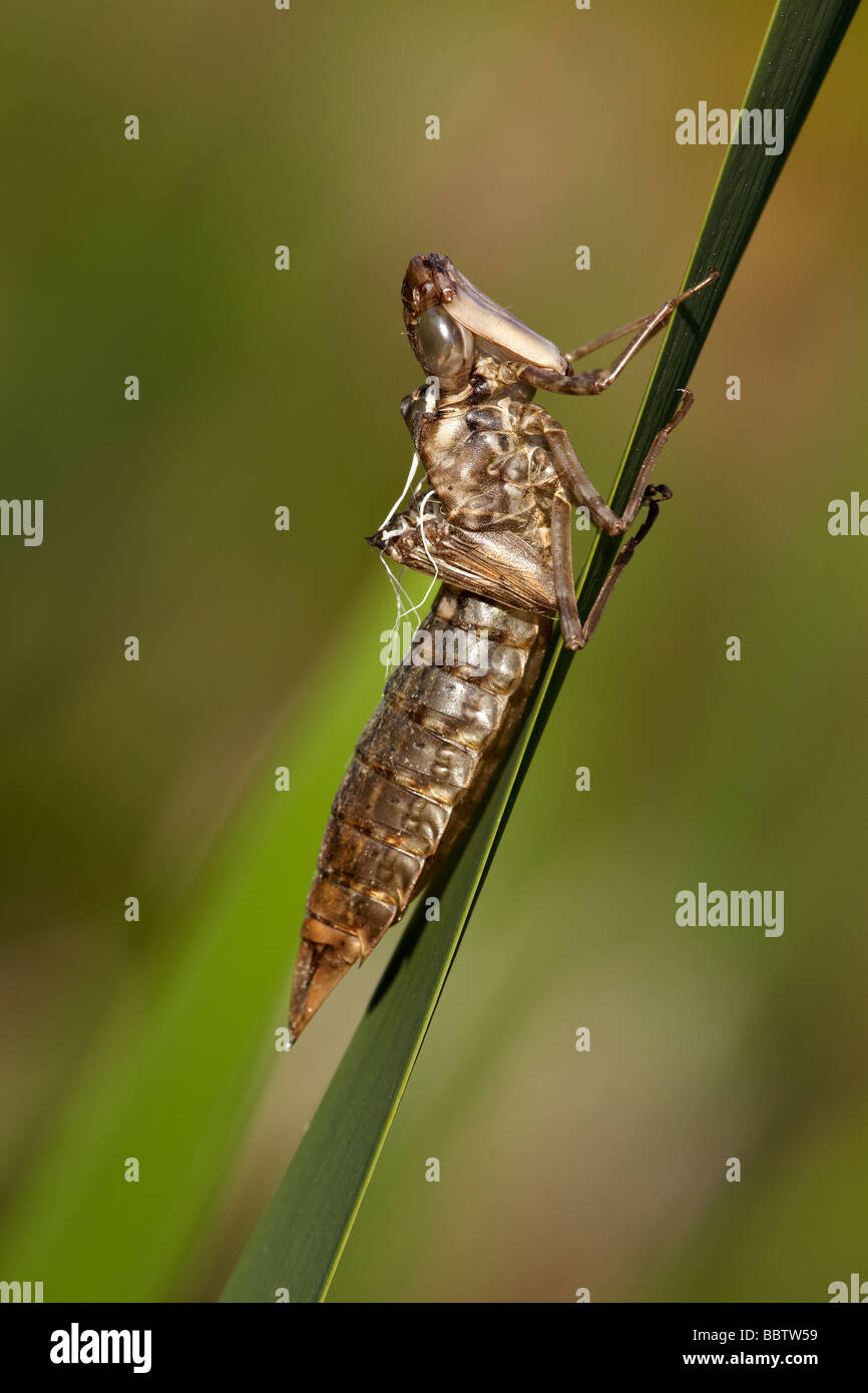 Emperor dragonfly exuvia hi-res stock photography and images - Alamy