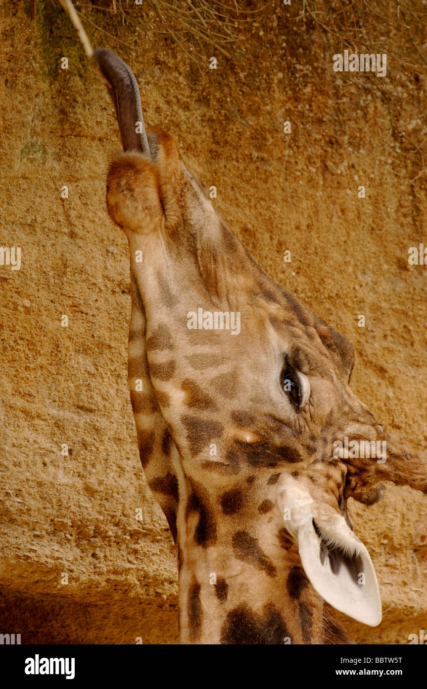 Nigerian giraffe giraffa camelopardalis peralta hi-res stock ...
