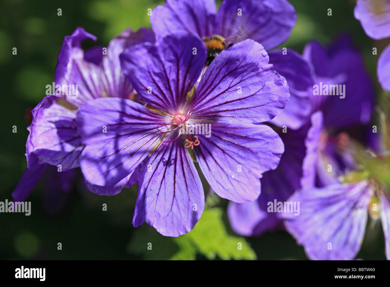Purple Geranium with a bee flying behind the flower Stock Photo - Alamy