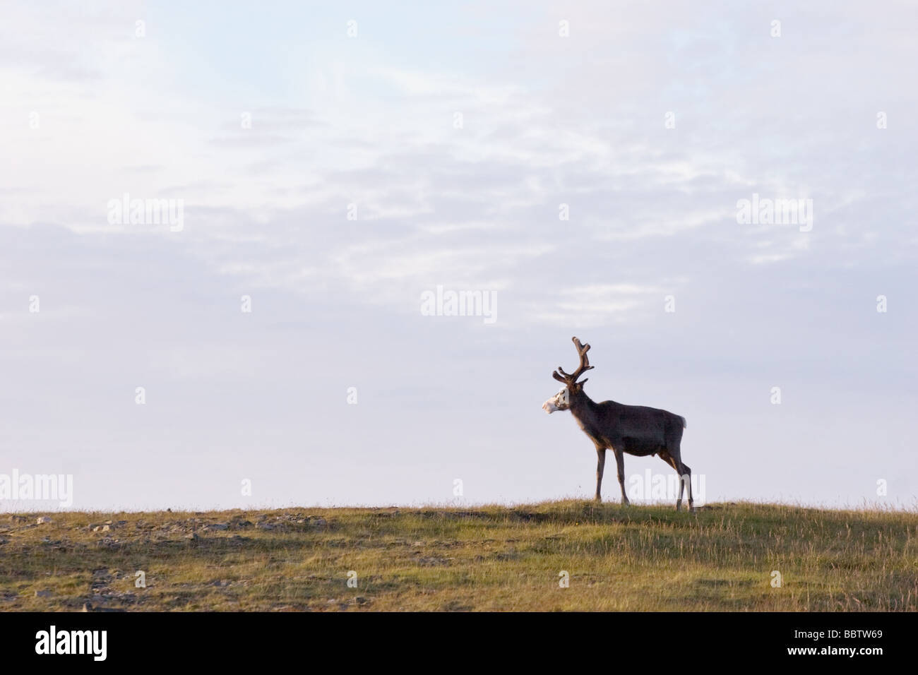 lone deer standing in profile on tundra grass and blue sky background ...