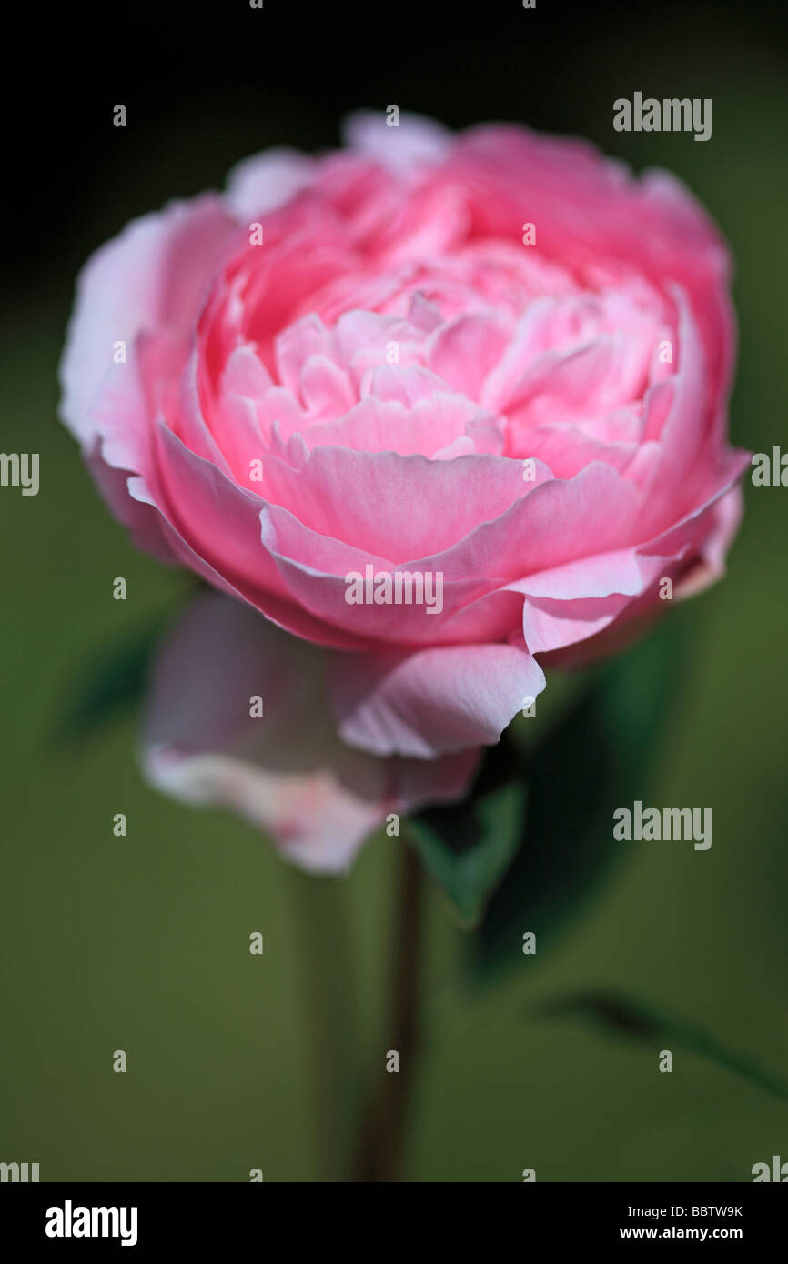 Single peony hi-res stock photography and images - Alamy