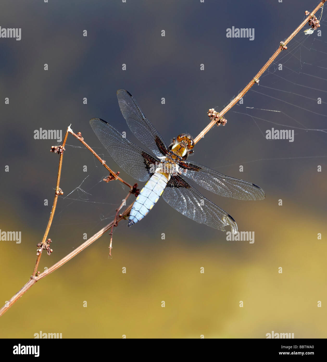 Common skimmer (Libellulidae Stock Photo - Alamy