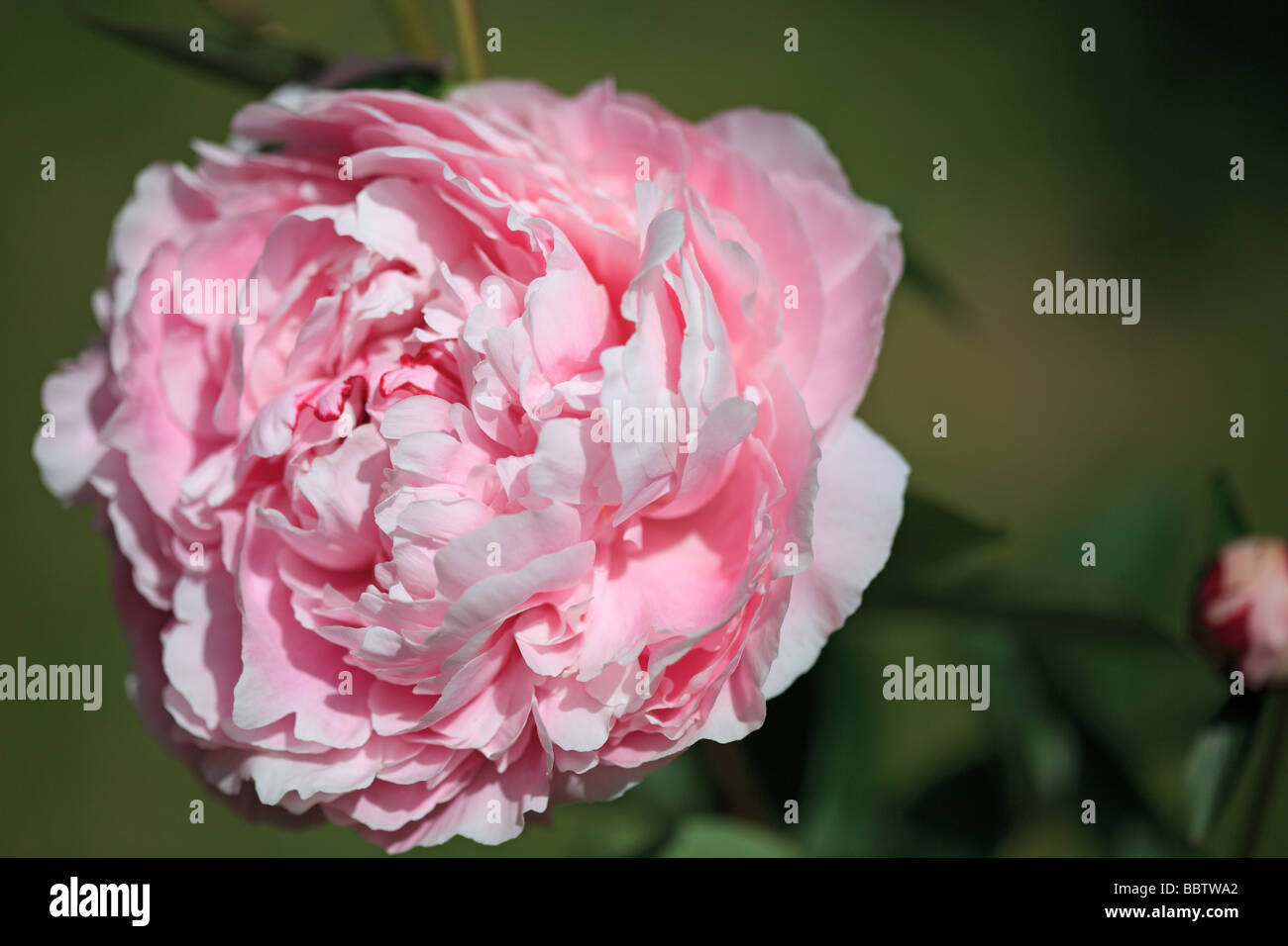 Single flower peony hi-res stock photography and images - Alamy