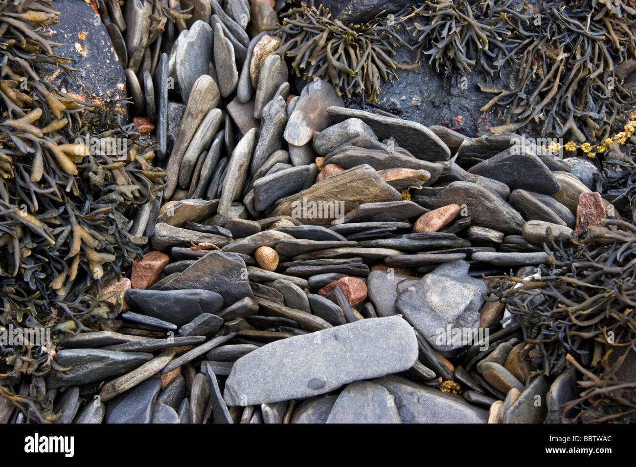 Shale pebbles and seaweed making an attractive pattern Stock Photo - Alamy