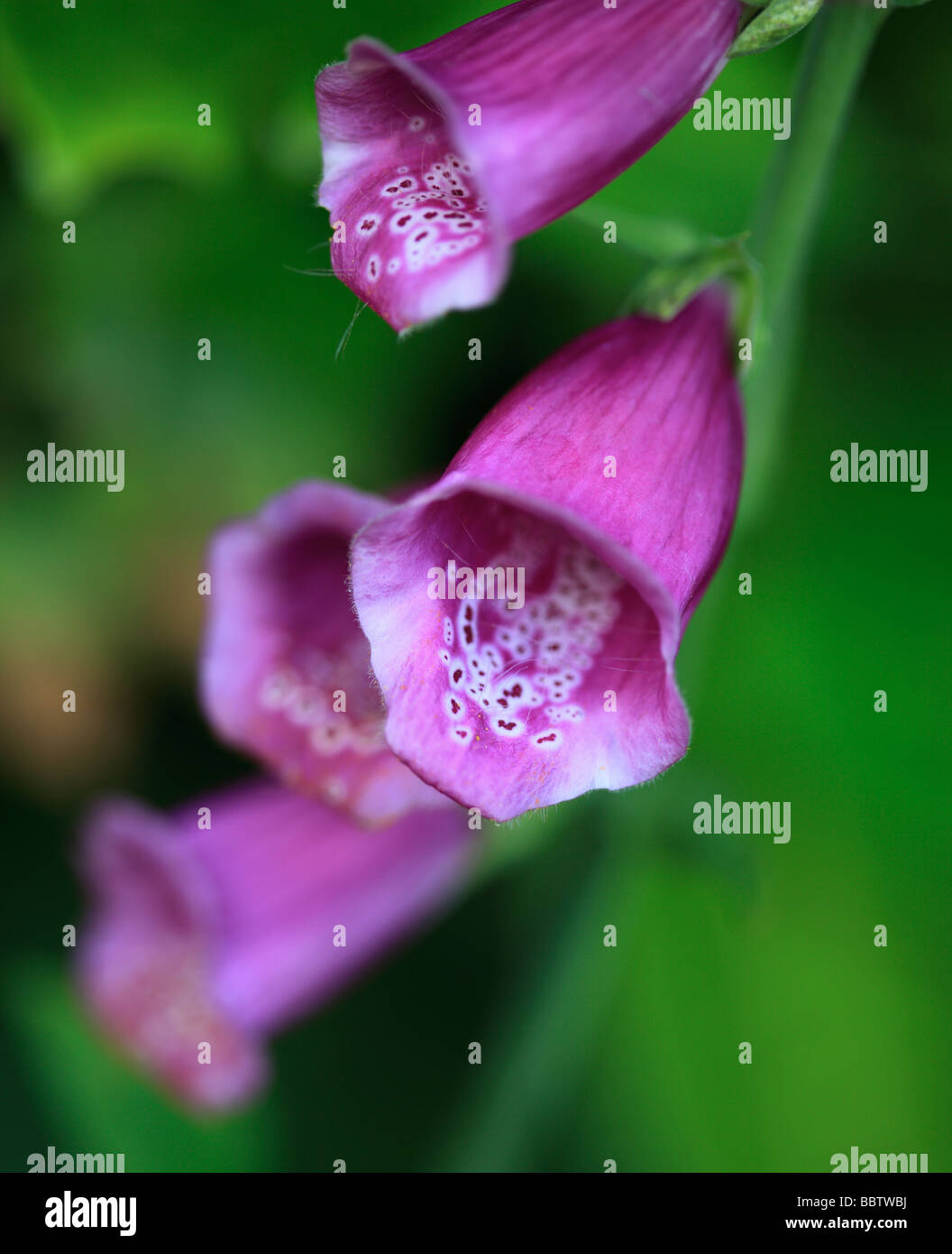 Foxglove stem background hi-res stock photography and images - Alamy