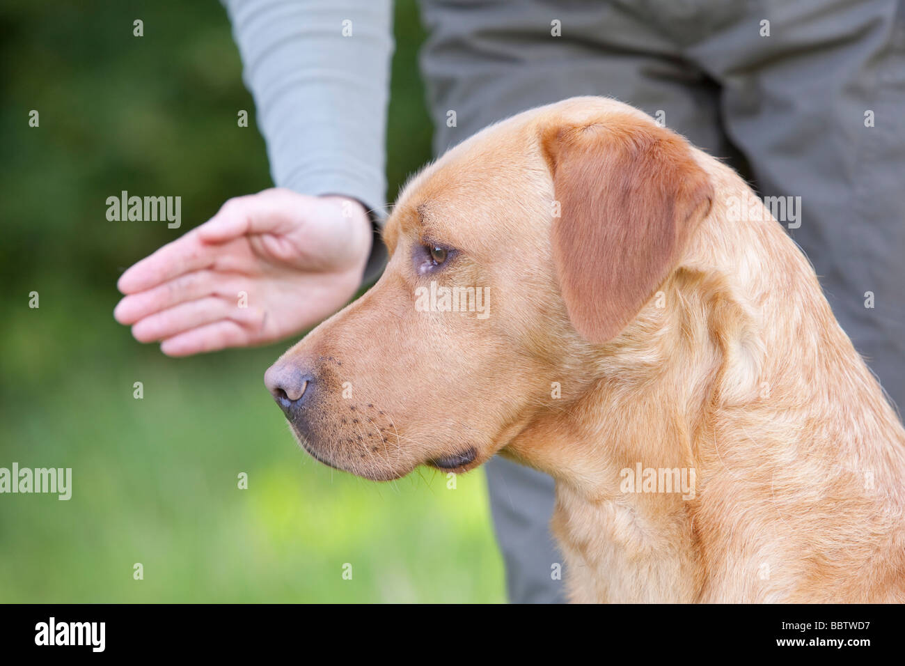 yellow labrador retriever working dog Stock Photo - Alamy