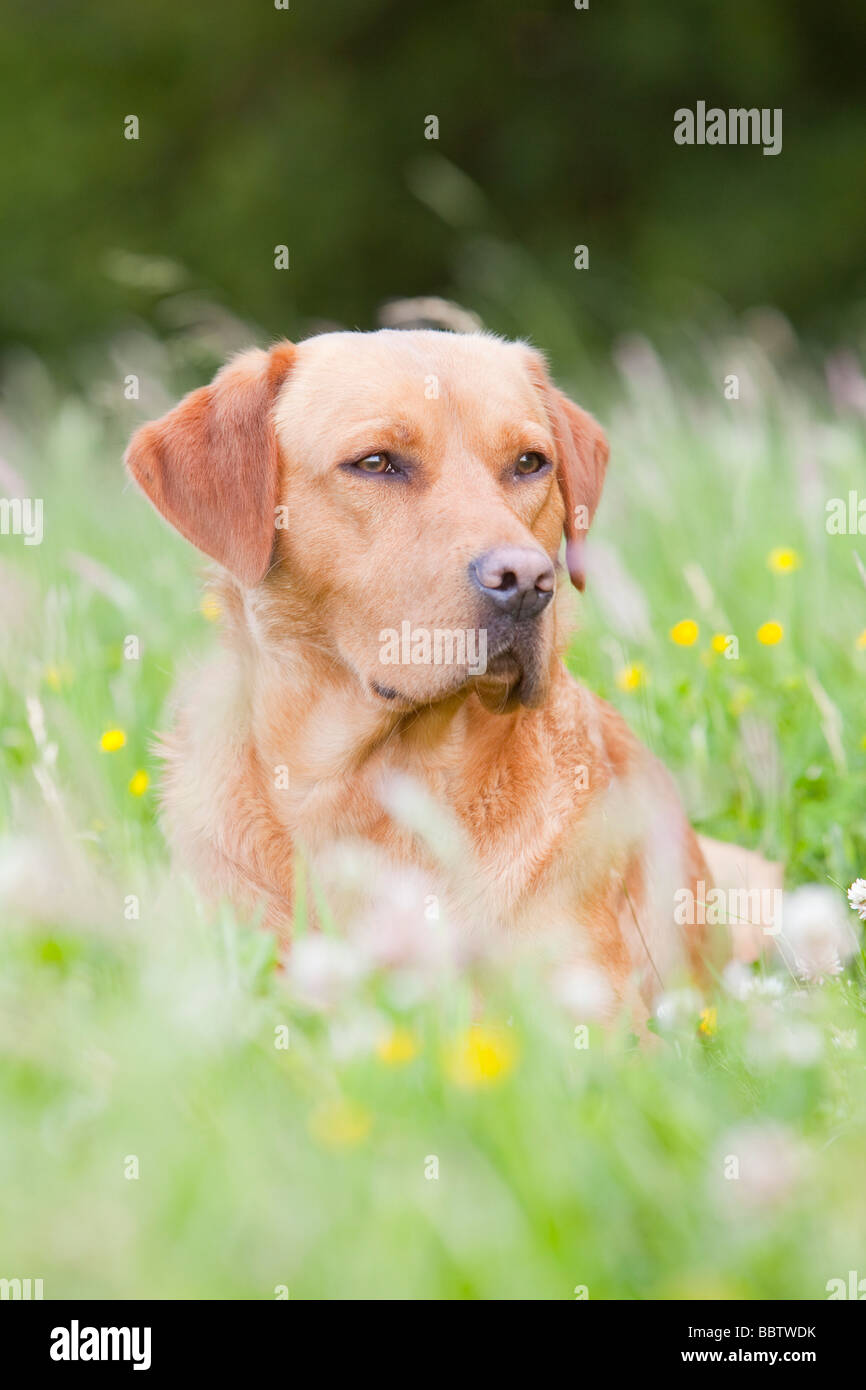 yellow labrador retriever working dog Stock Photo - Alamy