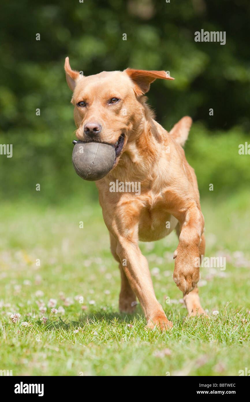 yellow labrador retriever working dog Stock Photo - Alamy