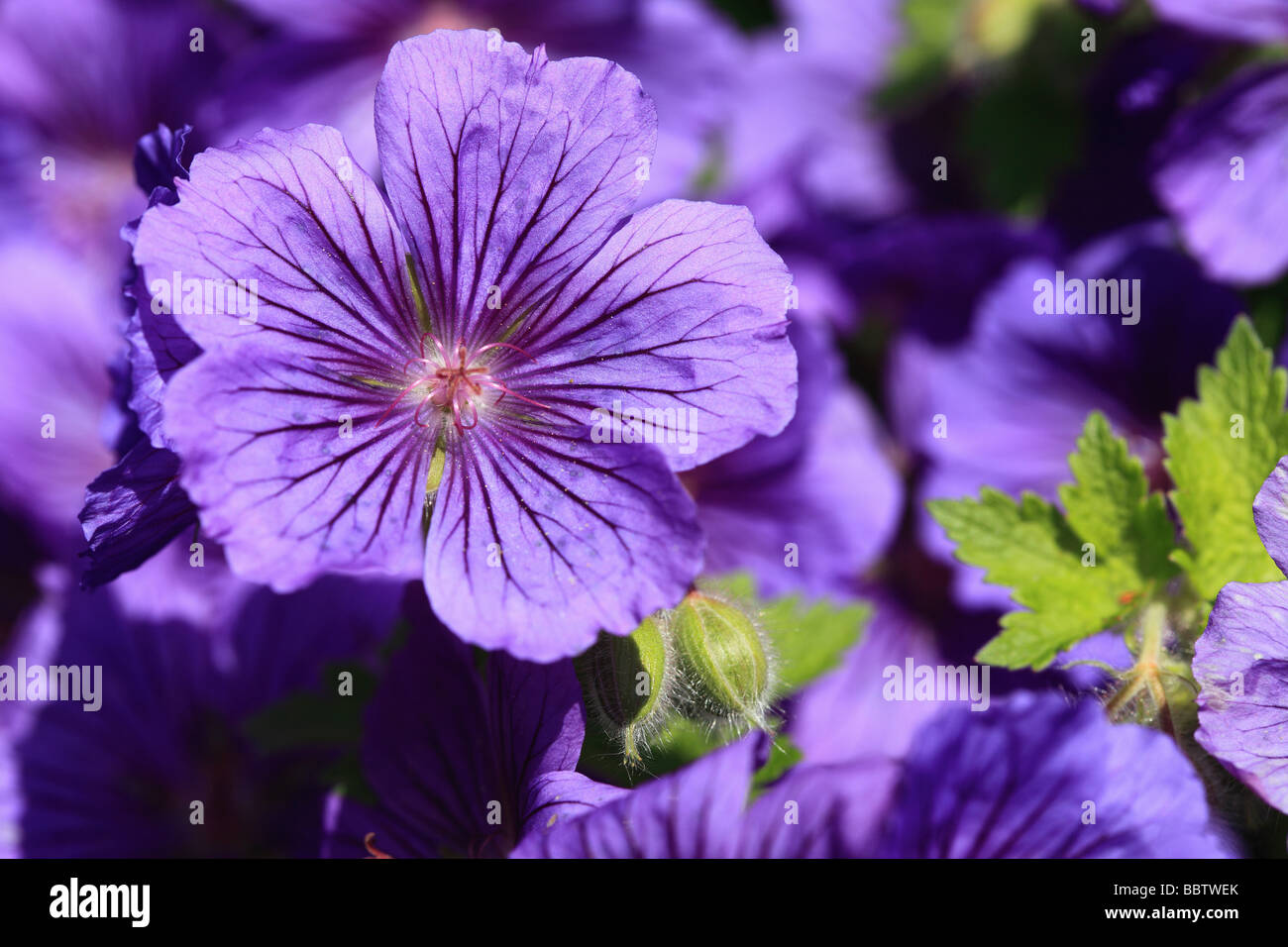 Purple geranium hi-res stock photography and images - Alamy