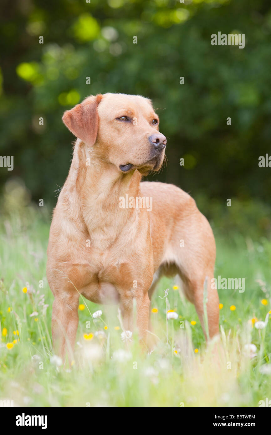 Working Labrador High Resolution Stock Photography and Images - Alamy