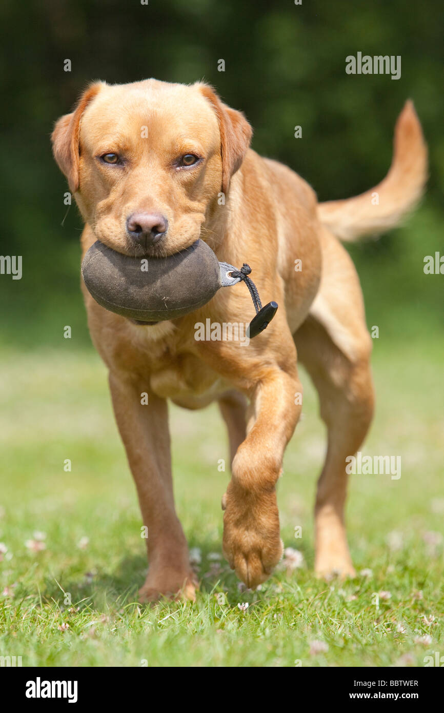 yellow labrador retriever working dog Stock Photo - Alamy