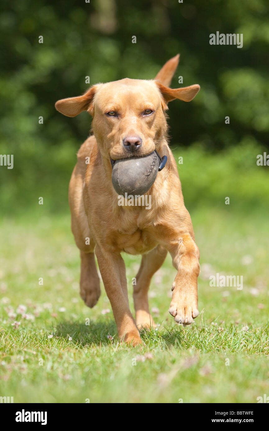 yellow labrador retriever working dog Stock Photo - Alamy