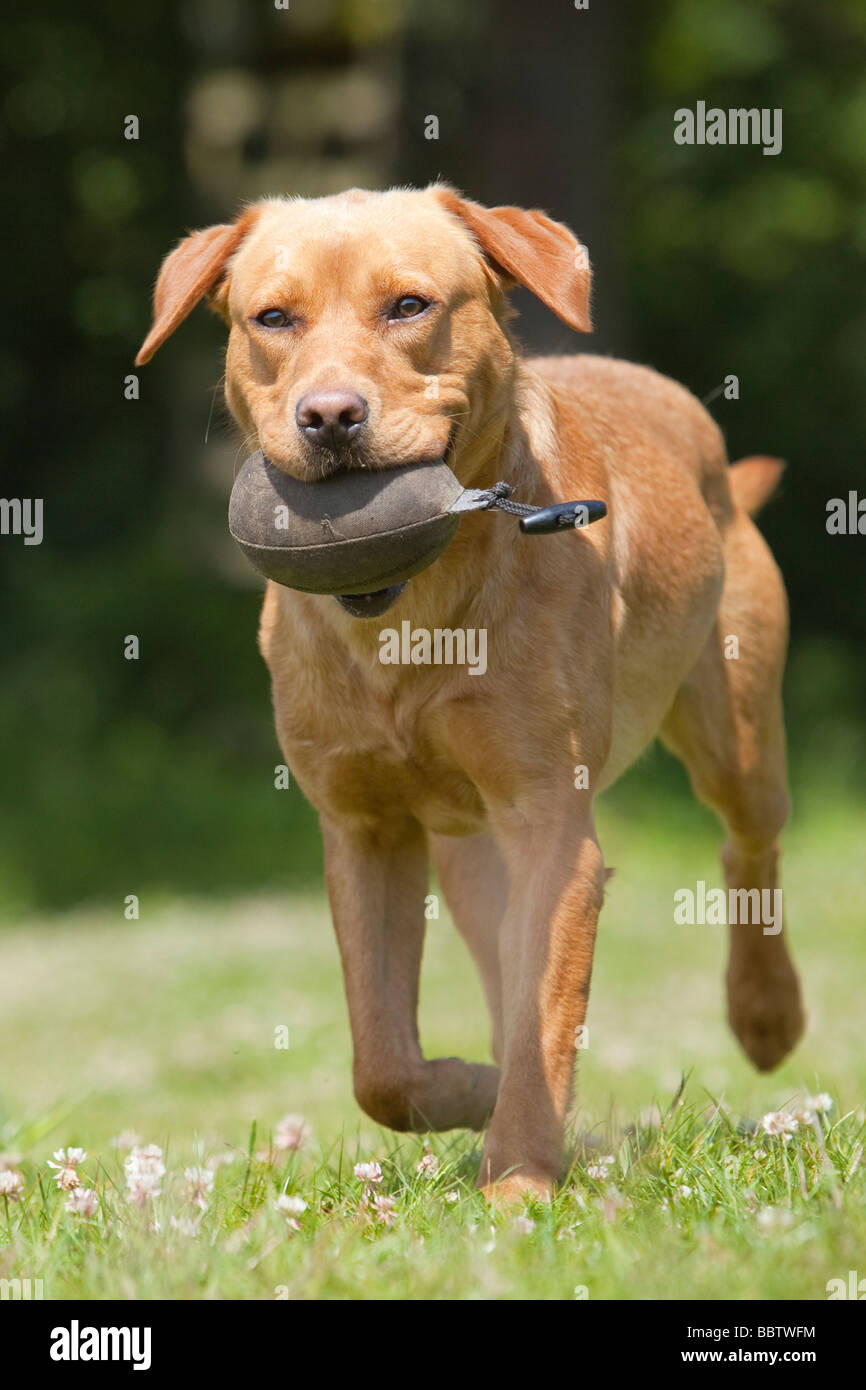 yellow labrador retriever working dog Stock Photo - Alamy