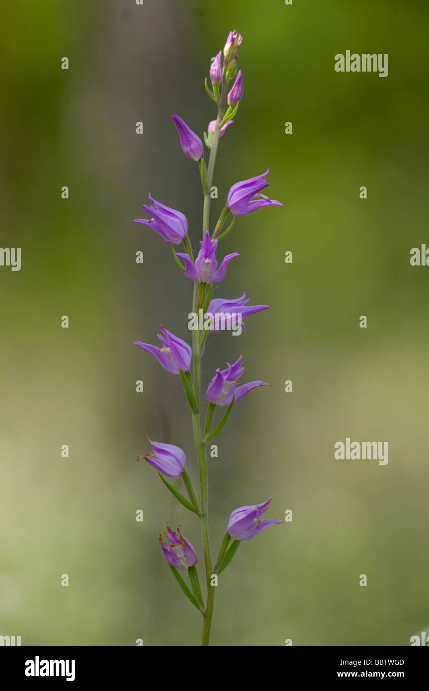 Red Helleborine Cephalanthera rubra Photographed in France Stock Photo ...