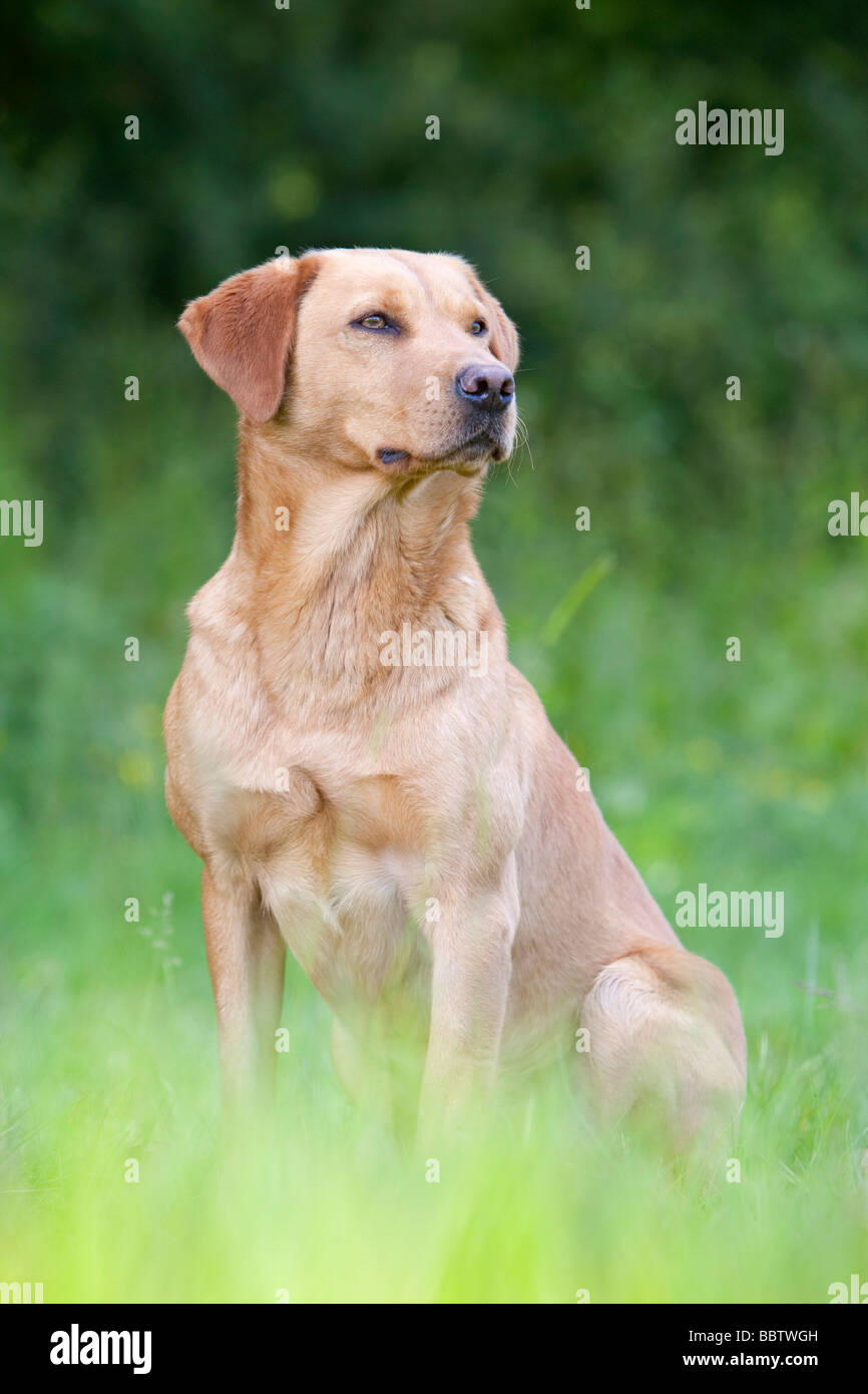 yellow labrador retriever working dog Stock Photo - Alamy