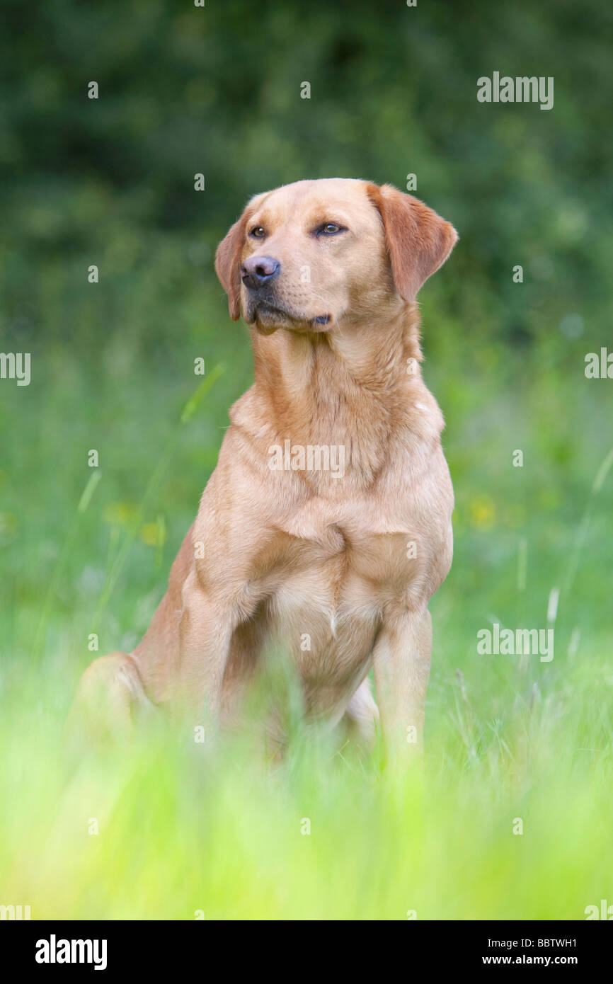 yellow labrador retriever working dog Stock Photo - Alamy