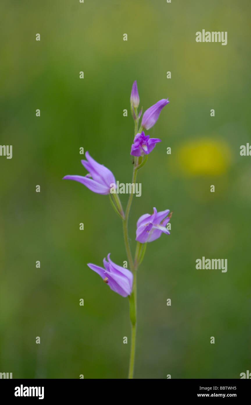 Red Helleborine Cephalanthera rubra Photographed in France Stock Photo ...